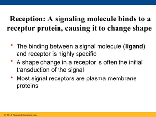 molecular mechanism of cell cell interaction.ppt