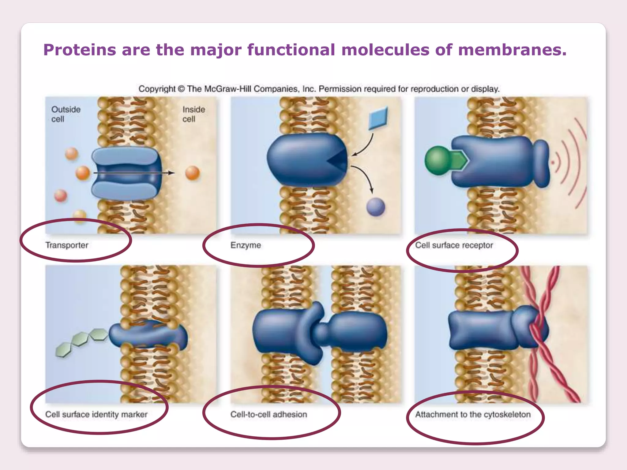 Cell & cell membrane | PPT