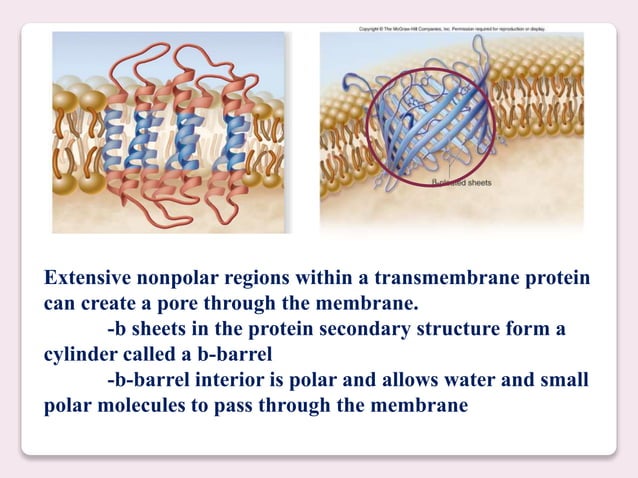 Cell & cell membrane | PPT