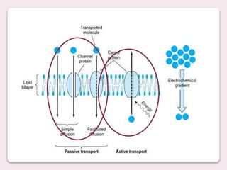 Cell & cell membrane | PPT