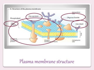 Cell & cell membrane | PPTX