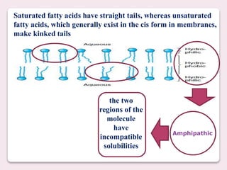 Cell & cell membrane | PPT