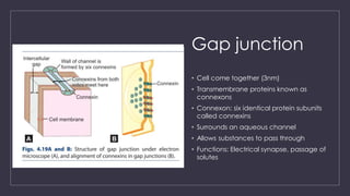 Cell & cell organelles physiology for nurses | PDF