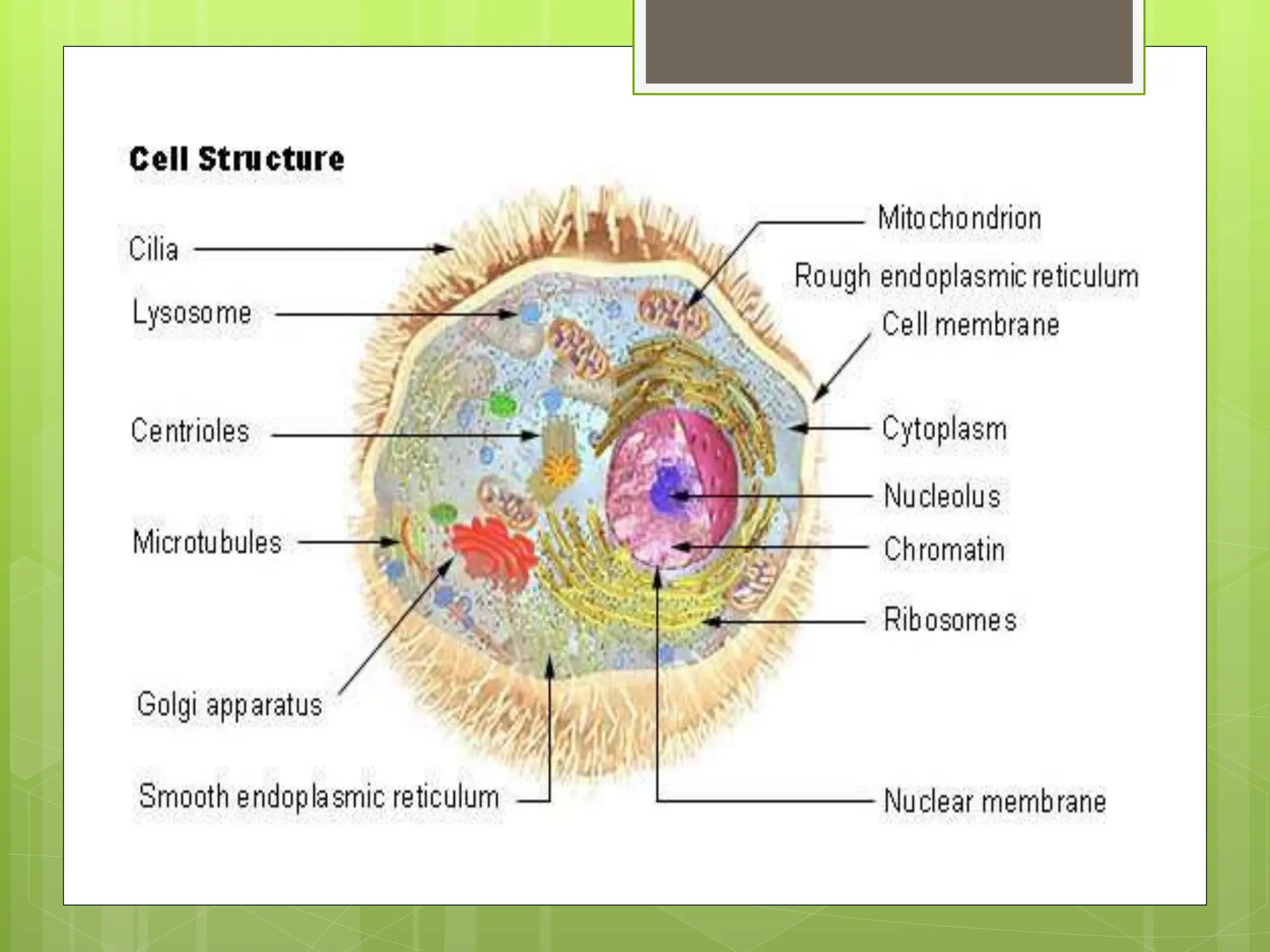 cell, cell structure and function, Prokaryotic cell and Eukaryotic cell ...