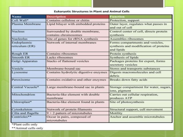 cell, cell structure and function, Prokaryotic cell and Eukaryotic cell , Plant and animal cell ...