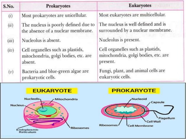 cell, cell structure and function, Prokaryotic cell and Eukaryotic cell ...