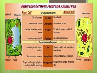 cell, cell structure and function, Prokaryotic cell and Eukaryotic cell ...