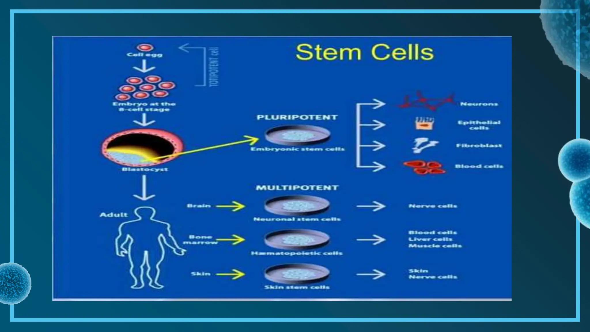 Cell Cellular Biology and Histology Major for College by Slidesgo (1).pptx