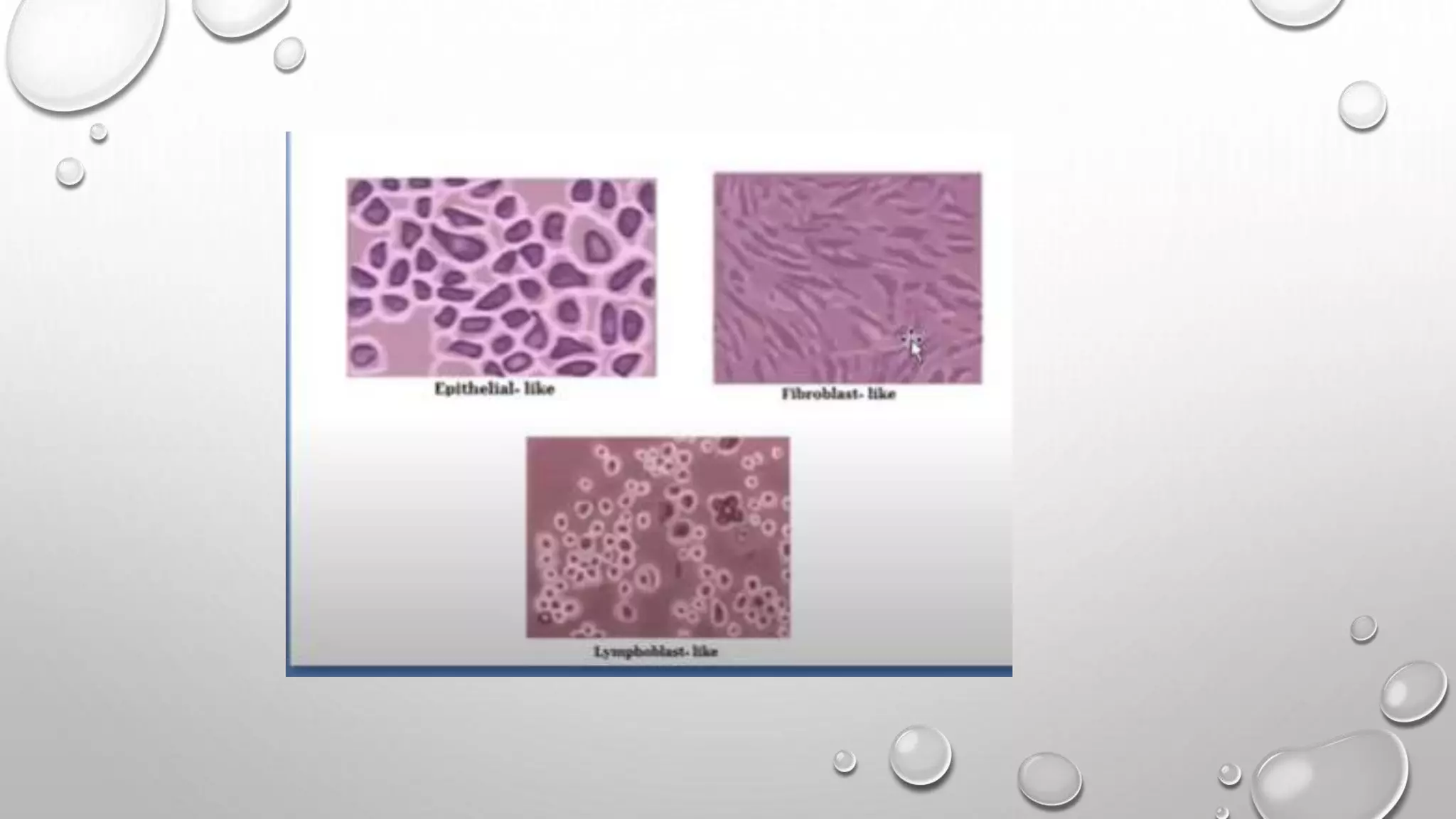 CHARACTERISATION OF CELLS LINES | PPTX