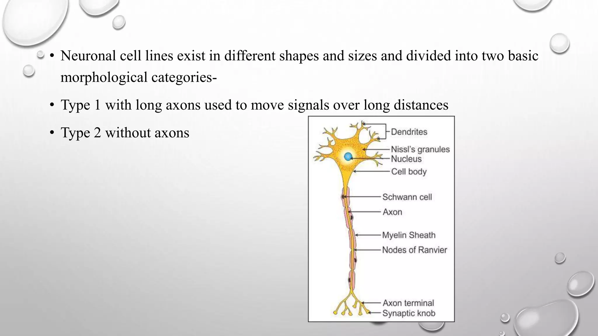 CHARACTERISATION OF CELLS LINES | PPTX
