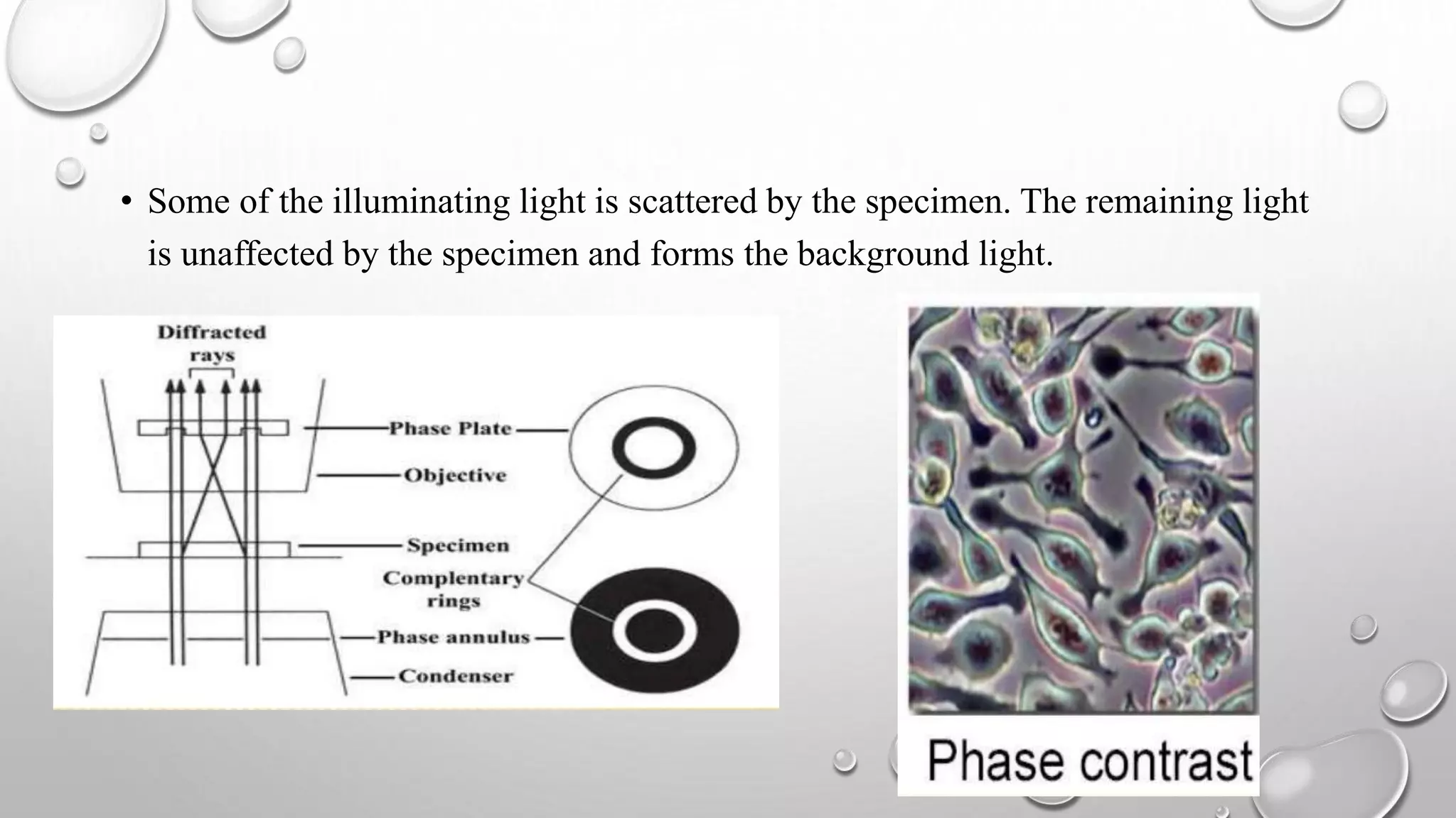 CHARACTERISATION OF CELLS LINES | PPTX