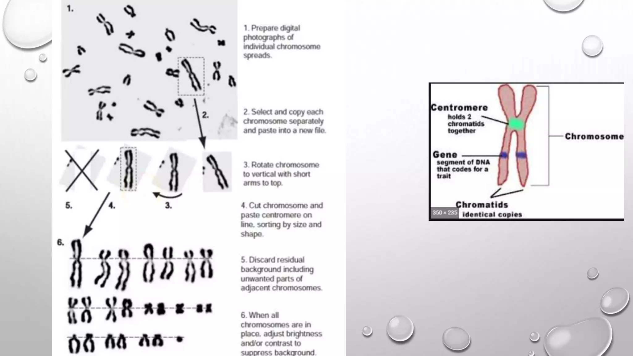 CHARACTERISATION OF CELLS LINES | PPTX