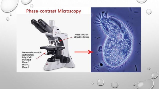 CHARACTERISATION OF CELLS LINES | PPTX | Biological Sciences | Science