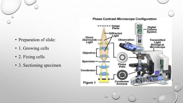 CHARACTERISATION OF CELLS LINES | PPTX | Biological Sciences | Science