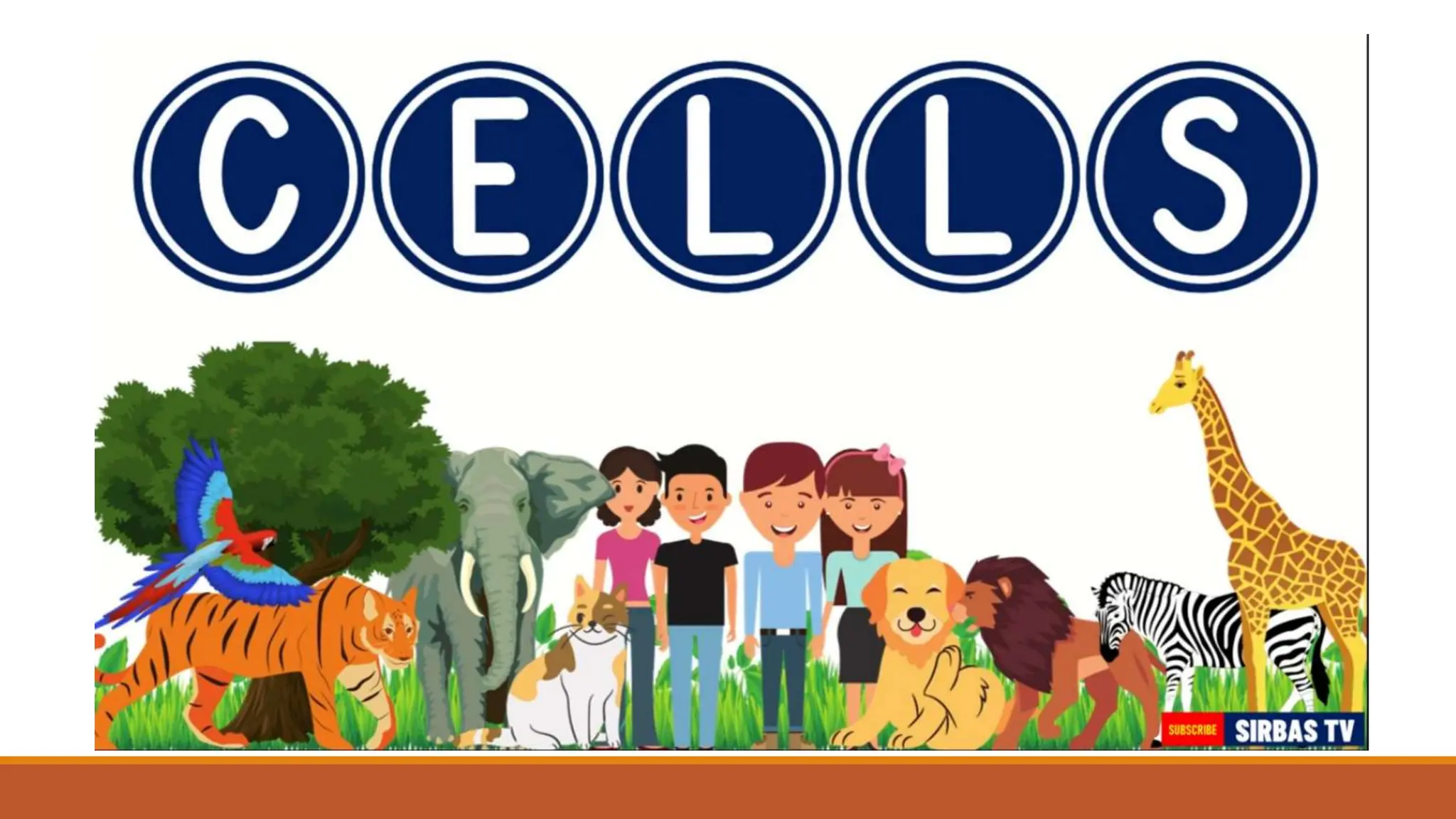 Animal and Plant: Cell Organelles in a City Activity | PPTX