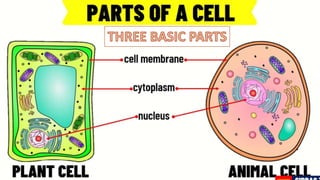 Animal and Plant: Cell Organelles in a City Activity | PPTX