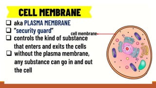 Animal and Plant: Cell Organelles in a City Activity | PPTX