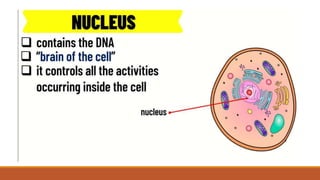 Animal and Plant: Cell Organelles in a City Activity | PPTX