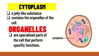 Animal and Plant: Cell Organelles in a City Activity | PPTX