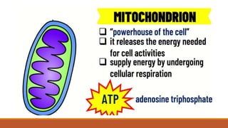 Animal and Plant: Cell Organelles in a City Activity | PPTX