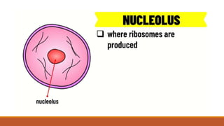 Animal and Plant: Cell Organelles in a City Activity | PPTX