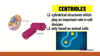 Animal and Plant: Cell Organelles in a City Activity | PPTX