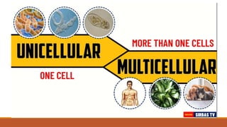 Animal and Plant: Cell Organelles in a City Activity | PPTX