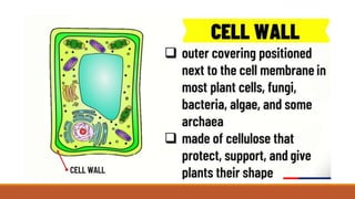Animal and Plant: Cell Organelles in a City Activity | PPTX