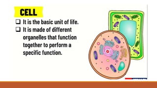 Animal and Plant: Cell Organelles in a City Activity | PPTX