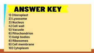 Animal and Plant: Cell Organelles in a City Activity | PPTX