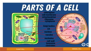 Animal and Plant: Cell Organelles in a City Activity | PPTX