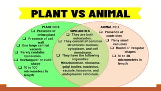 Animal and Plant: Cell Organelles in a City Activity | PPTX