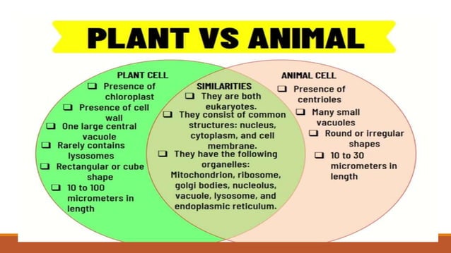 Animal and Plant: Cell Organelles in a City Activity | PPTX ...
