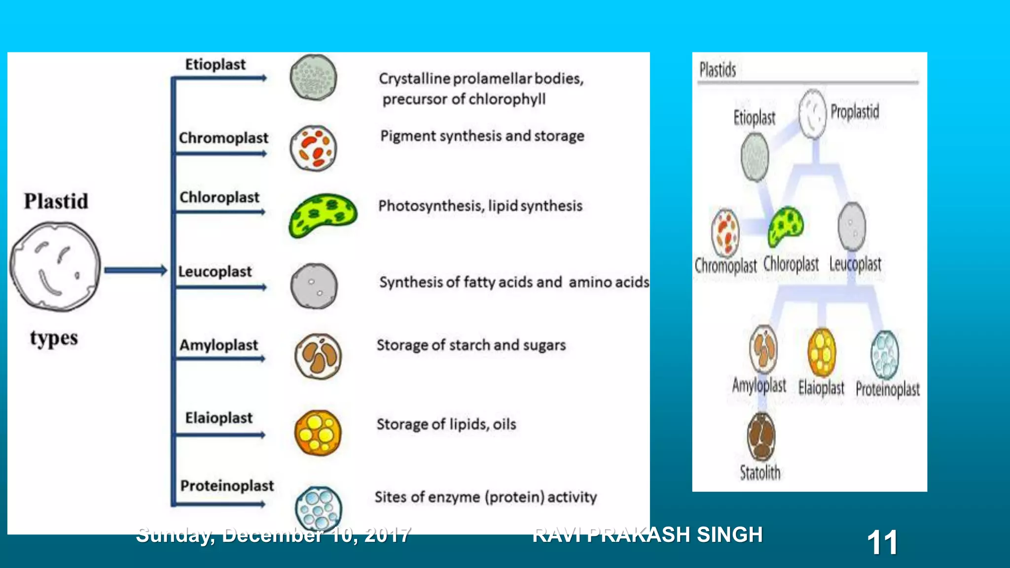 Cell class 8 presentation | PDF