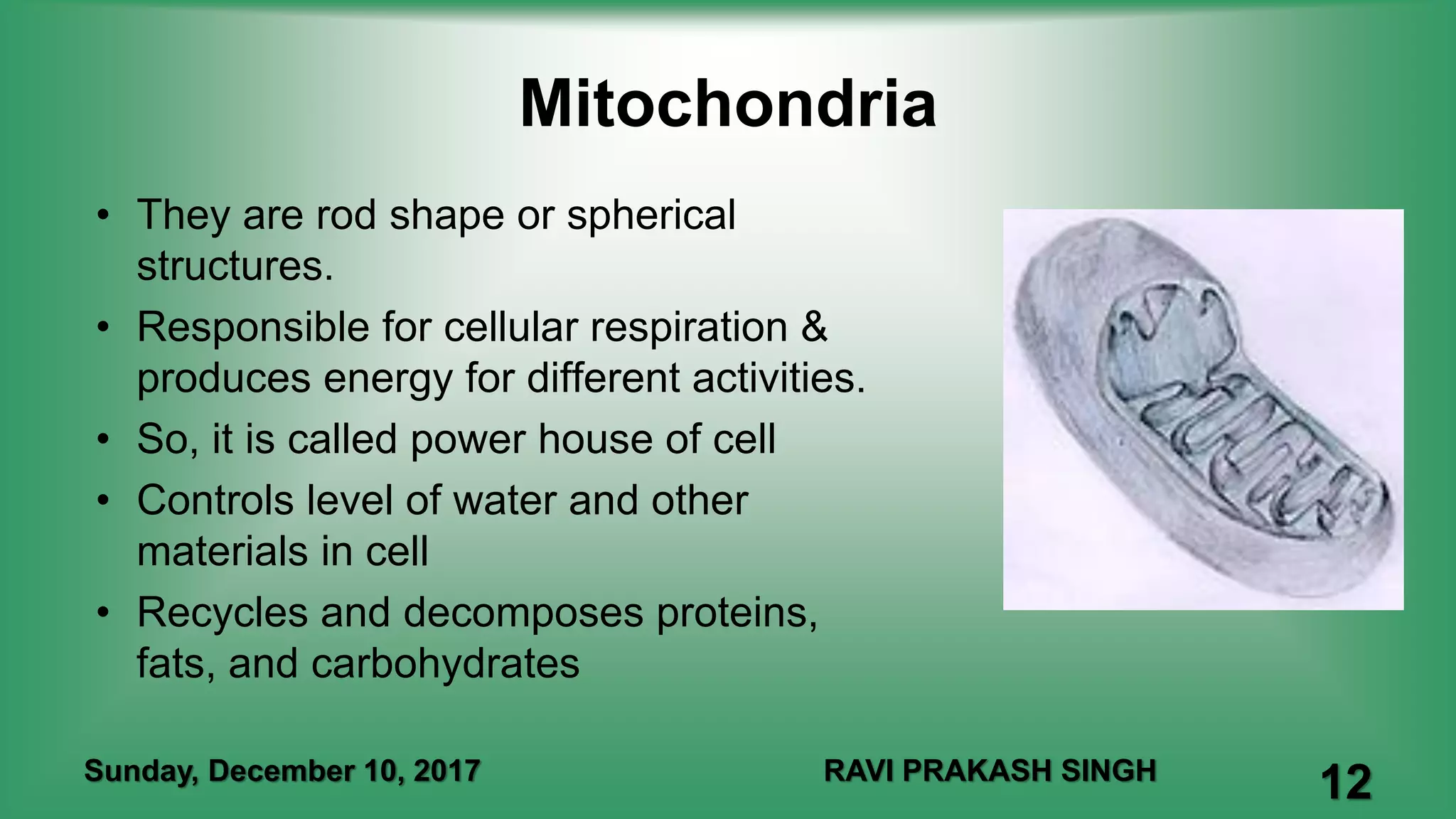Cell class 8 presentation | PDF