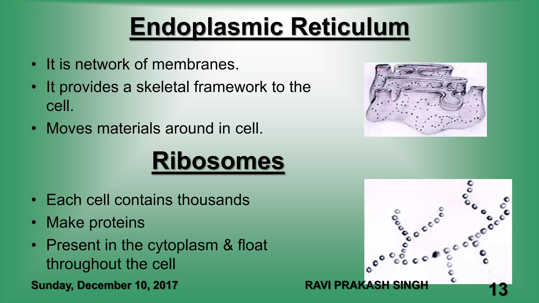 Cell class 8 presentation | PDF