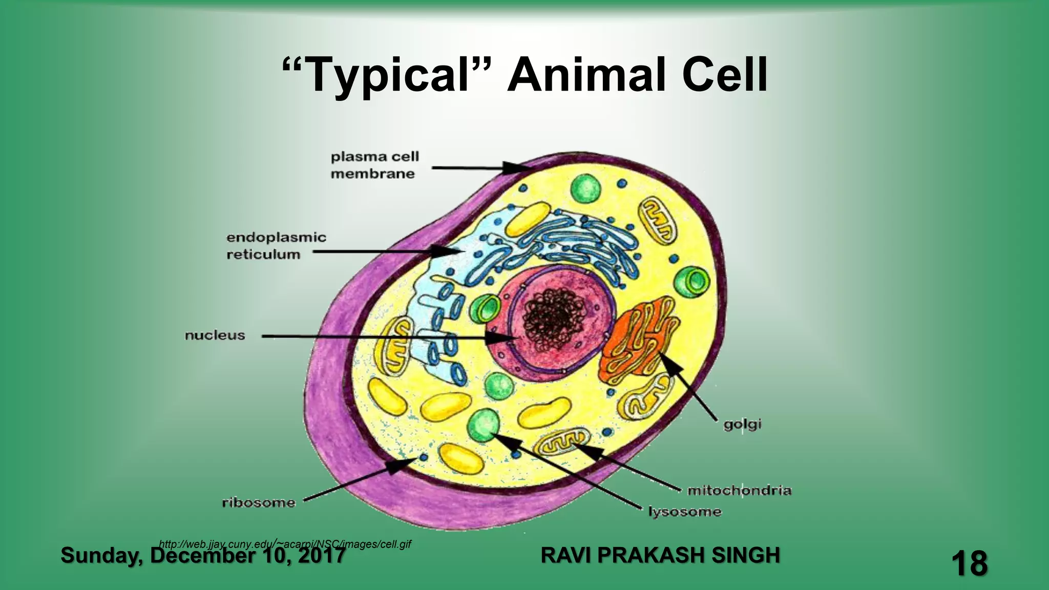 Cell class 8 presentation | PDF