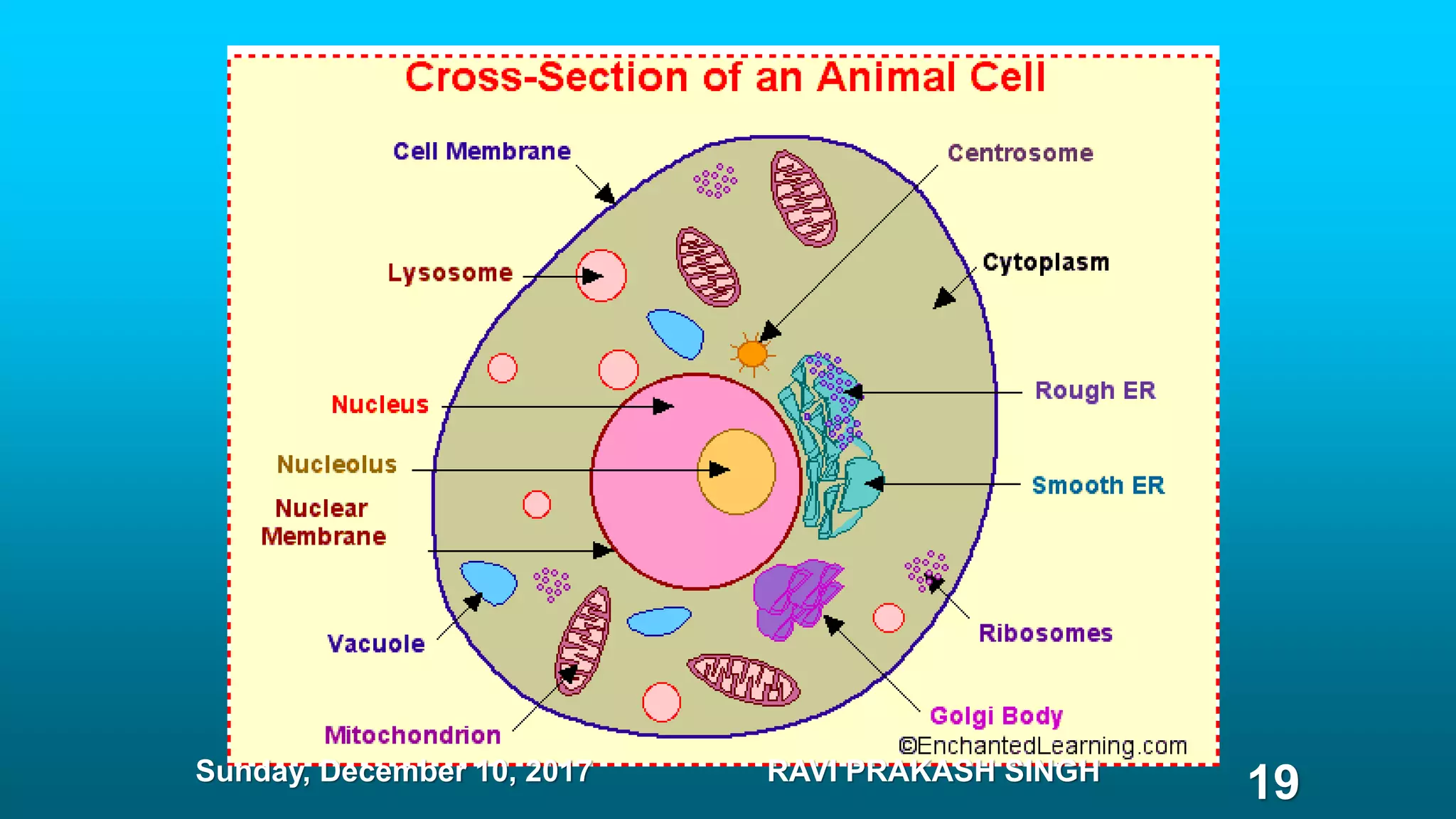Cell class 8 presentation | PDF