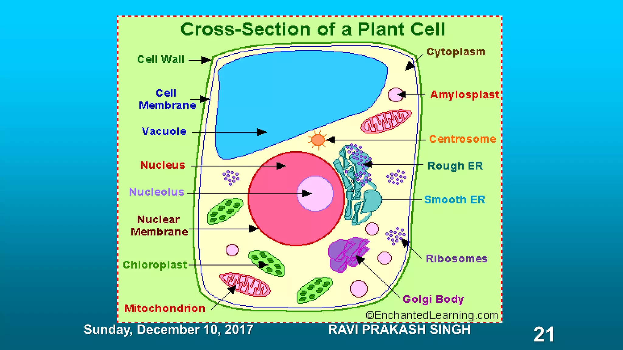 Cell class 8 presentation | PDF