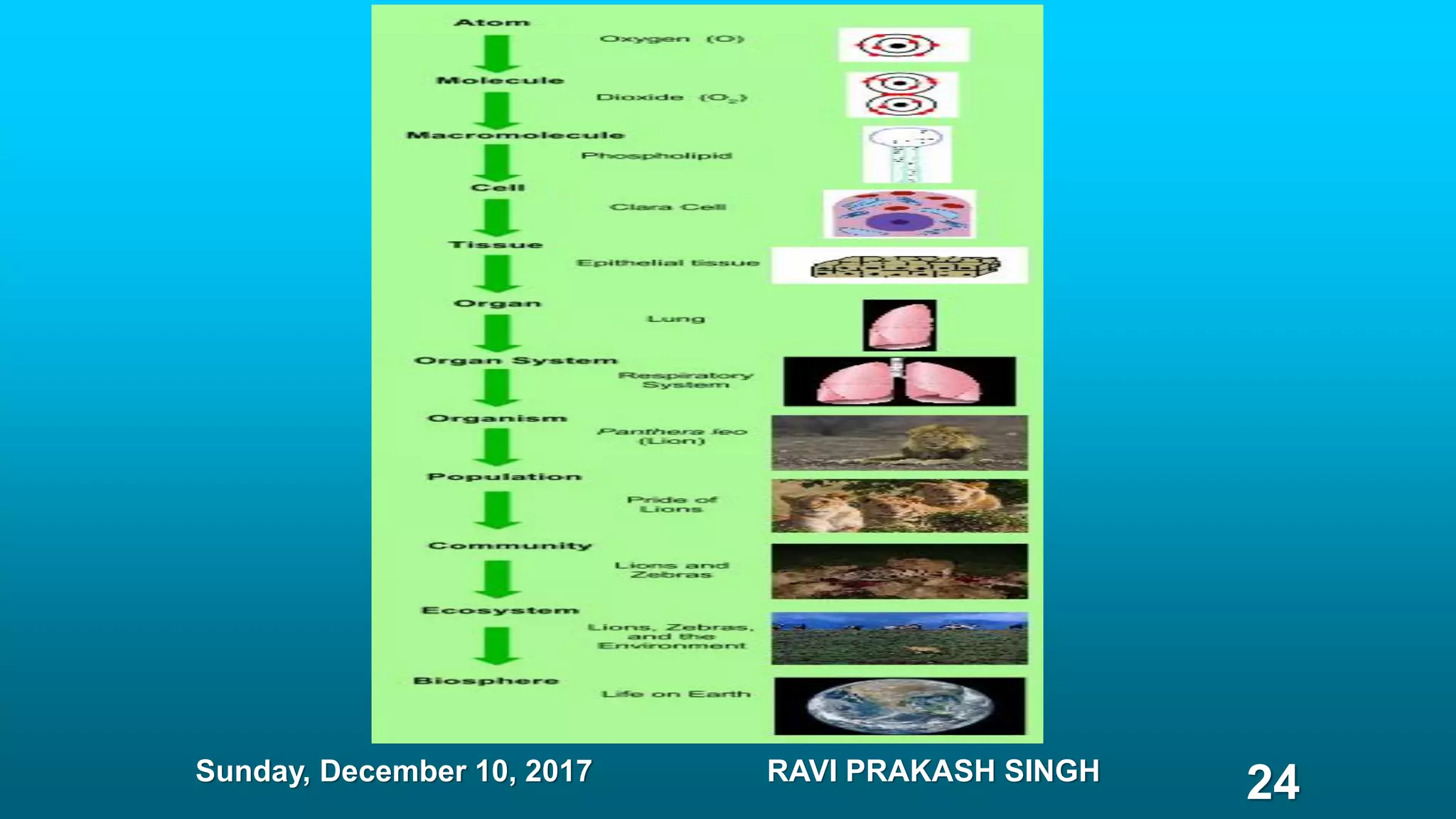 Cell class 8 presentation | PDF