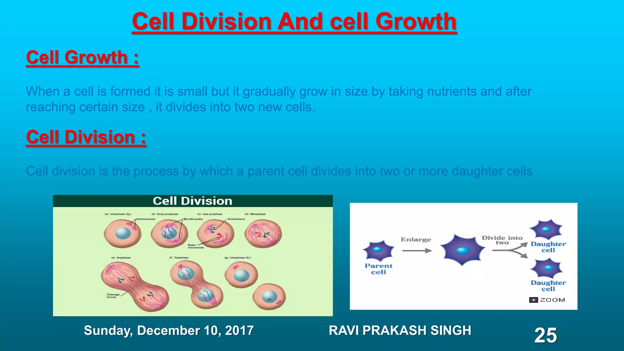 Cell class 8 presentation | PDF