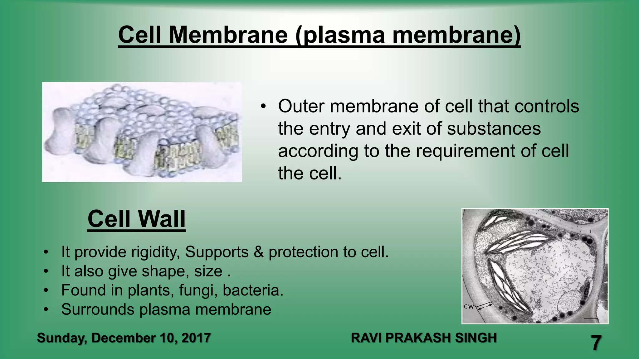 Cell class 8 presentation | PDF