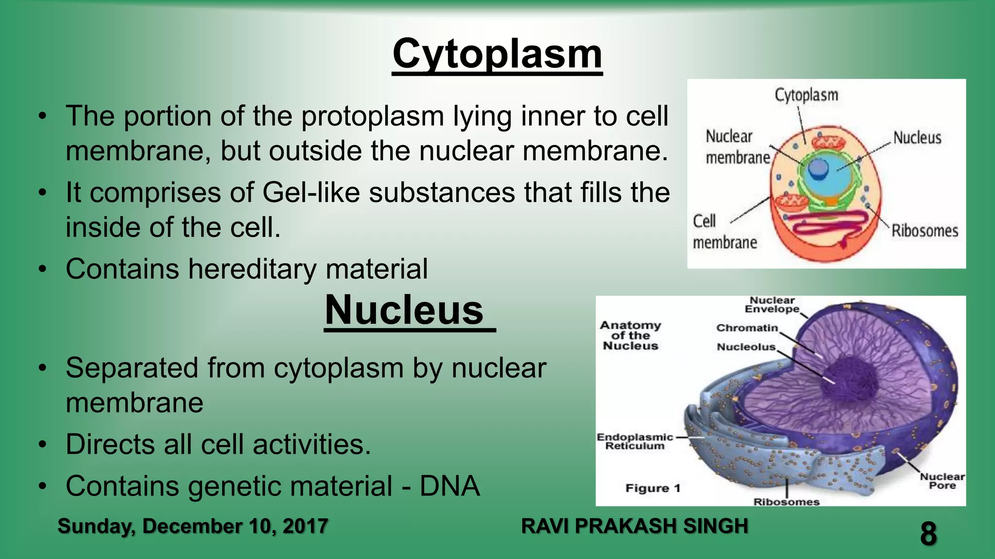 Cell class 8 presentation | PDF