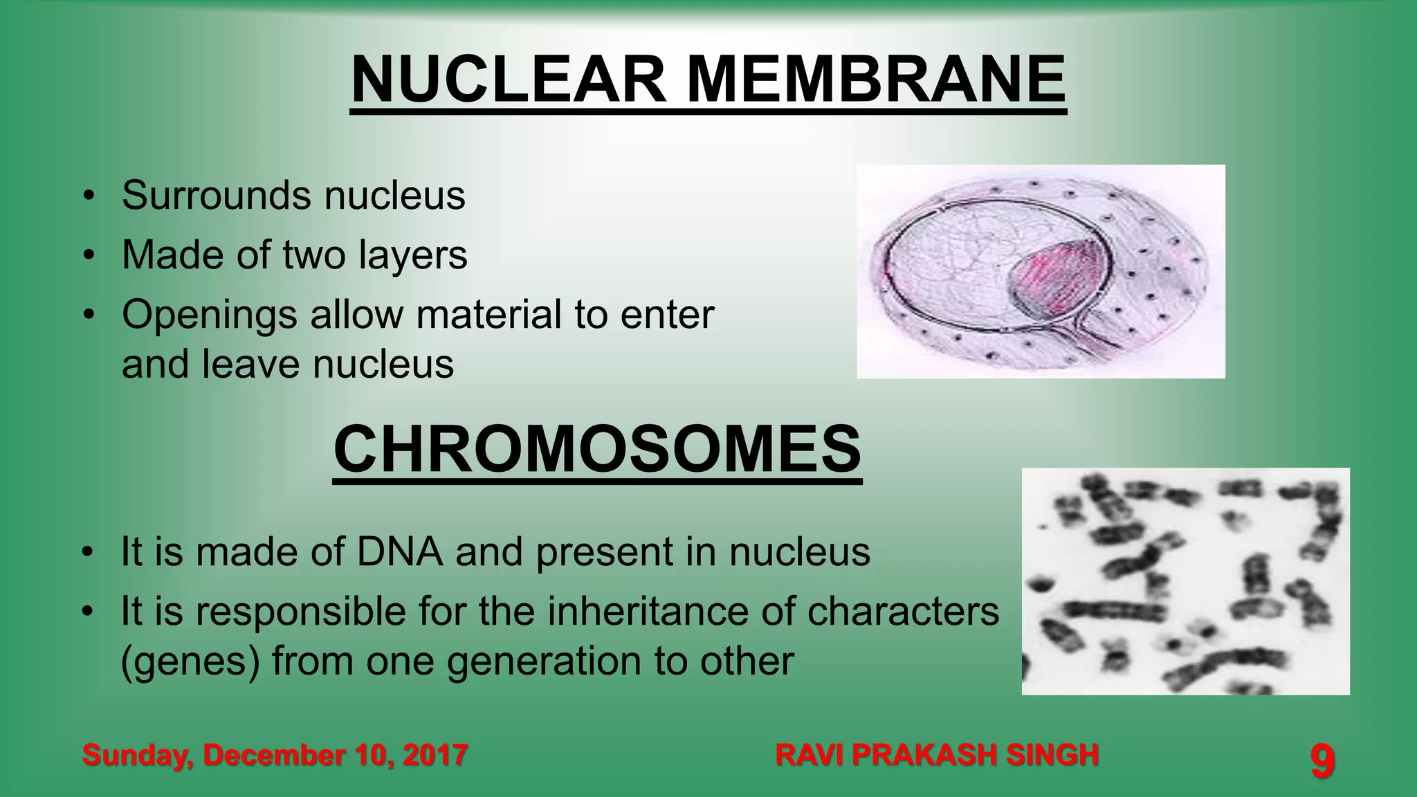 Cell class 8 presentation | PDF | Biological Sciences | Science