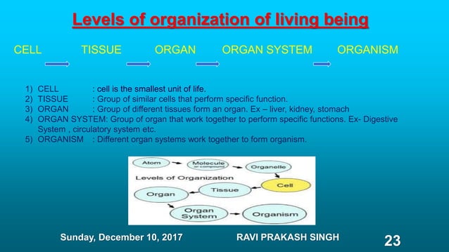 Cell class 8 presentation | PDF | Biological Sciences | Science