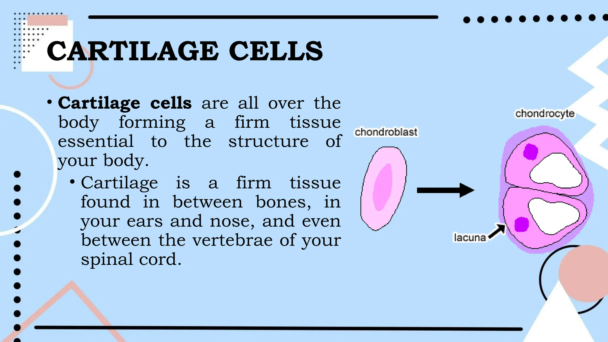 gen bio CELL CLASSIFICATION AND TYPES.pptx