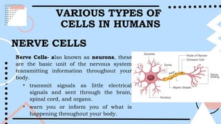 gen bio CELL CLASSIFICATION AND TYPES.pptx