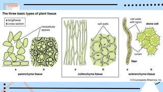 gen bio CELL CLASSIFICATION AND TYPES.pptx