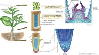 gen bio CELL CLASSIFICATION AND TYPES.pptx