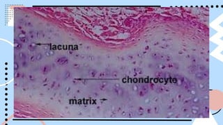 gen bio CELL CLASSIFICATION AND TYPES.pptx